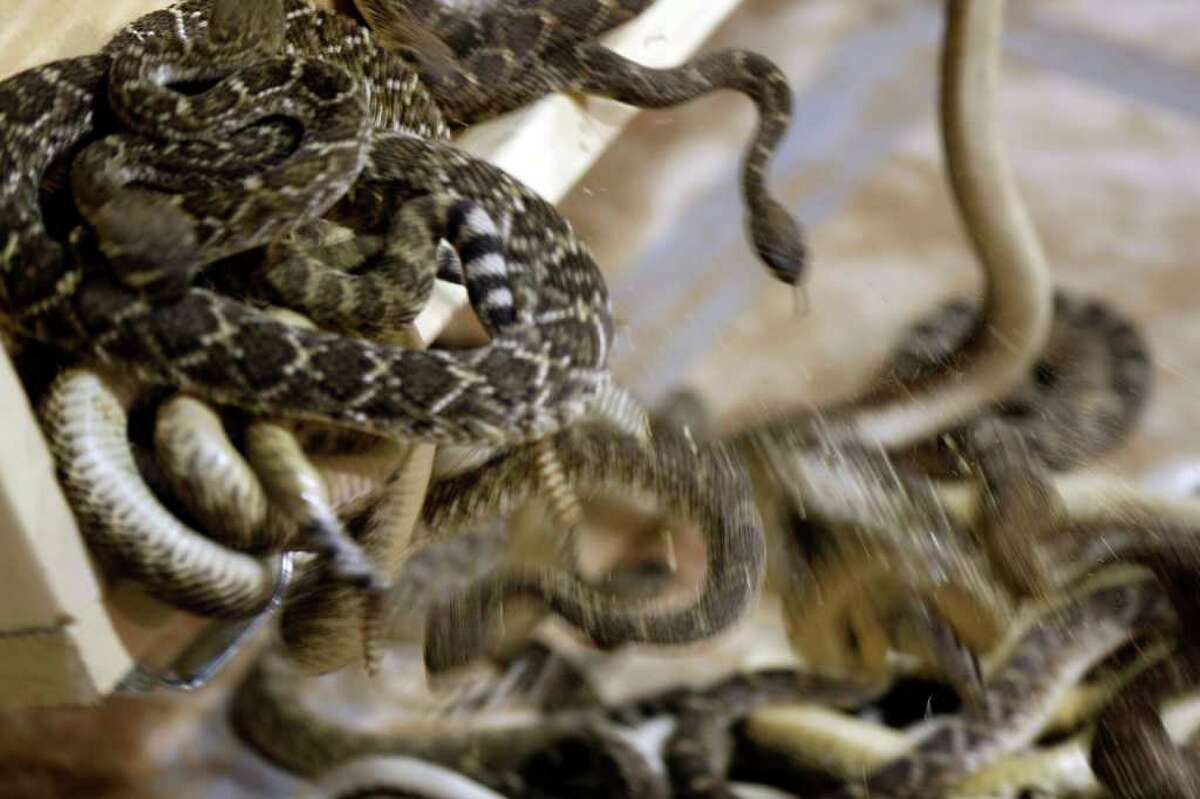 Sweetwater rattler roundup corrals fun by the gross