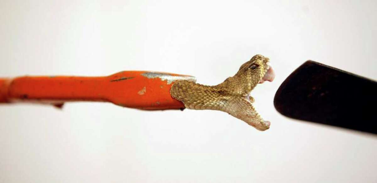 Sweetwater rattler roundup corrals fun by the gross