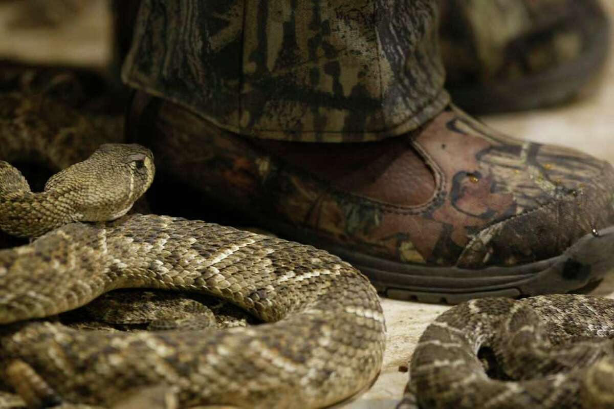 Sweetwater rattler roundup corrals fun by the gross