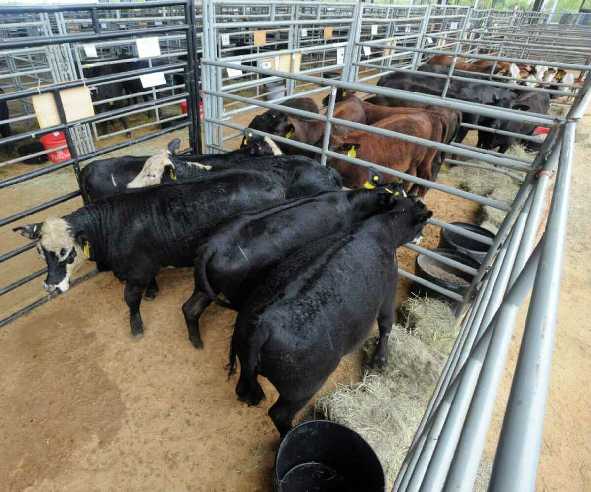 High cattle prices expected at Beaumont sale