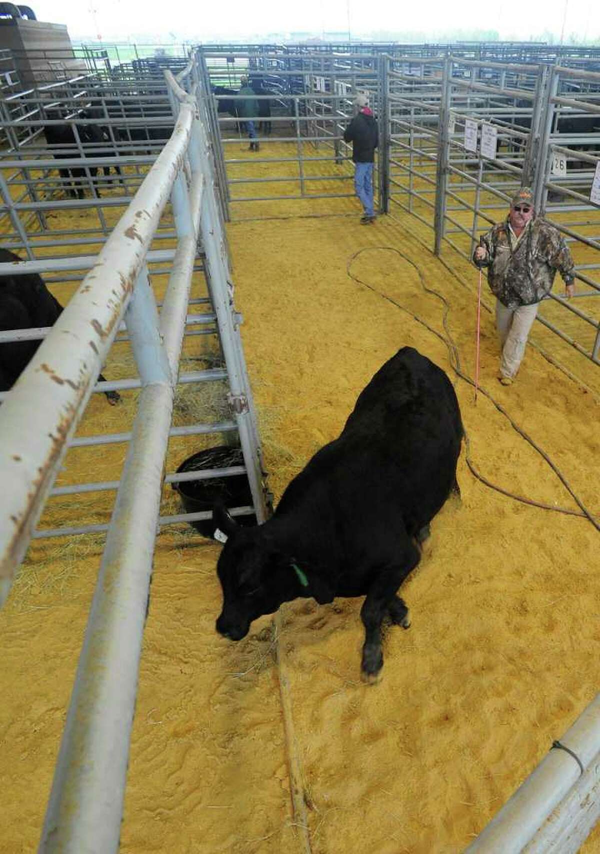 High cattle prices expected at Beaumont sale