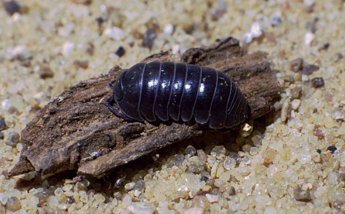 Can you identify these insects found in Texas?