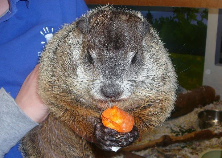 Chuckles, Connecticut's groundhog, dies