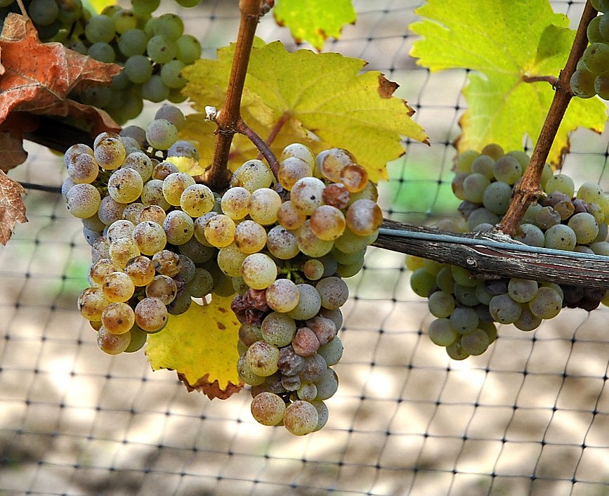 Oregon Rieslings make their way across the country