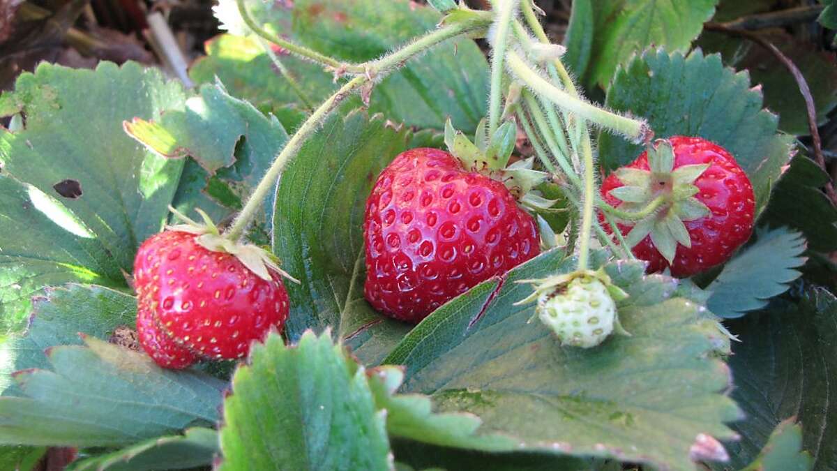 Top 10 small-space crops