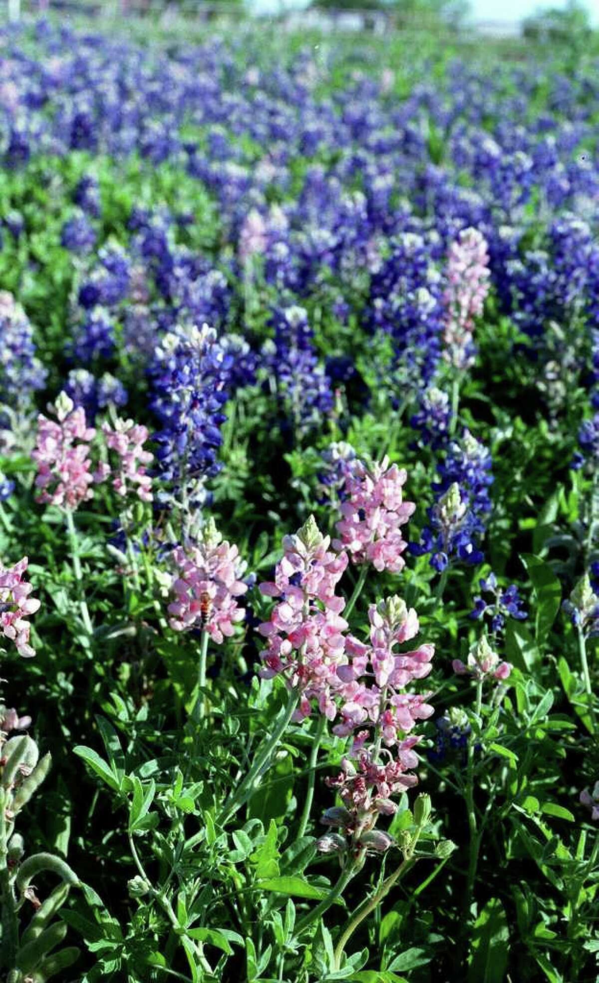 Bluebonnet forecast for 2014 looks promising