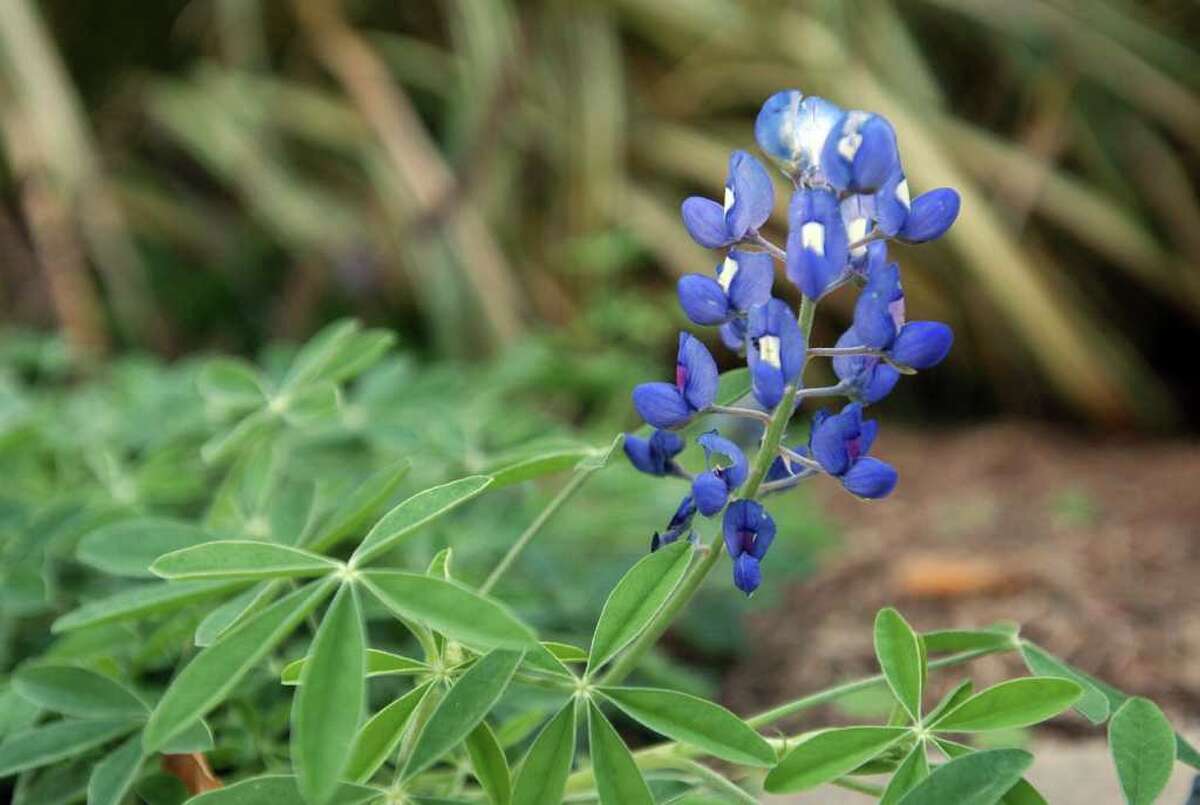 Bluebonnet forecast for 2014 looks promising