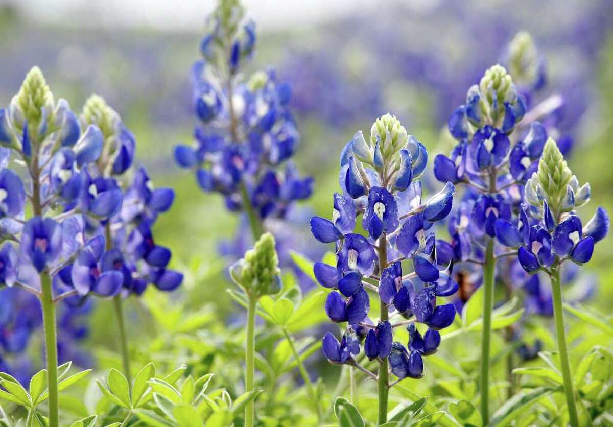 Bluebonnet forecast for 2014 looks promising