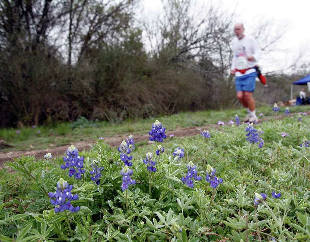Bluebonnet forecast for 2014 looks promising