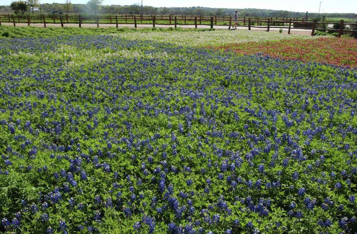Bluebonnet forecast for 2014 looks promising