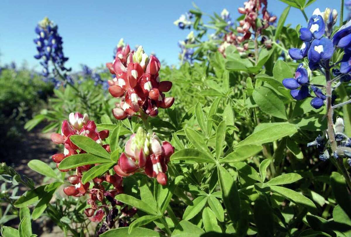 Bluebonnet forecast for 2014 looks promising