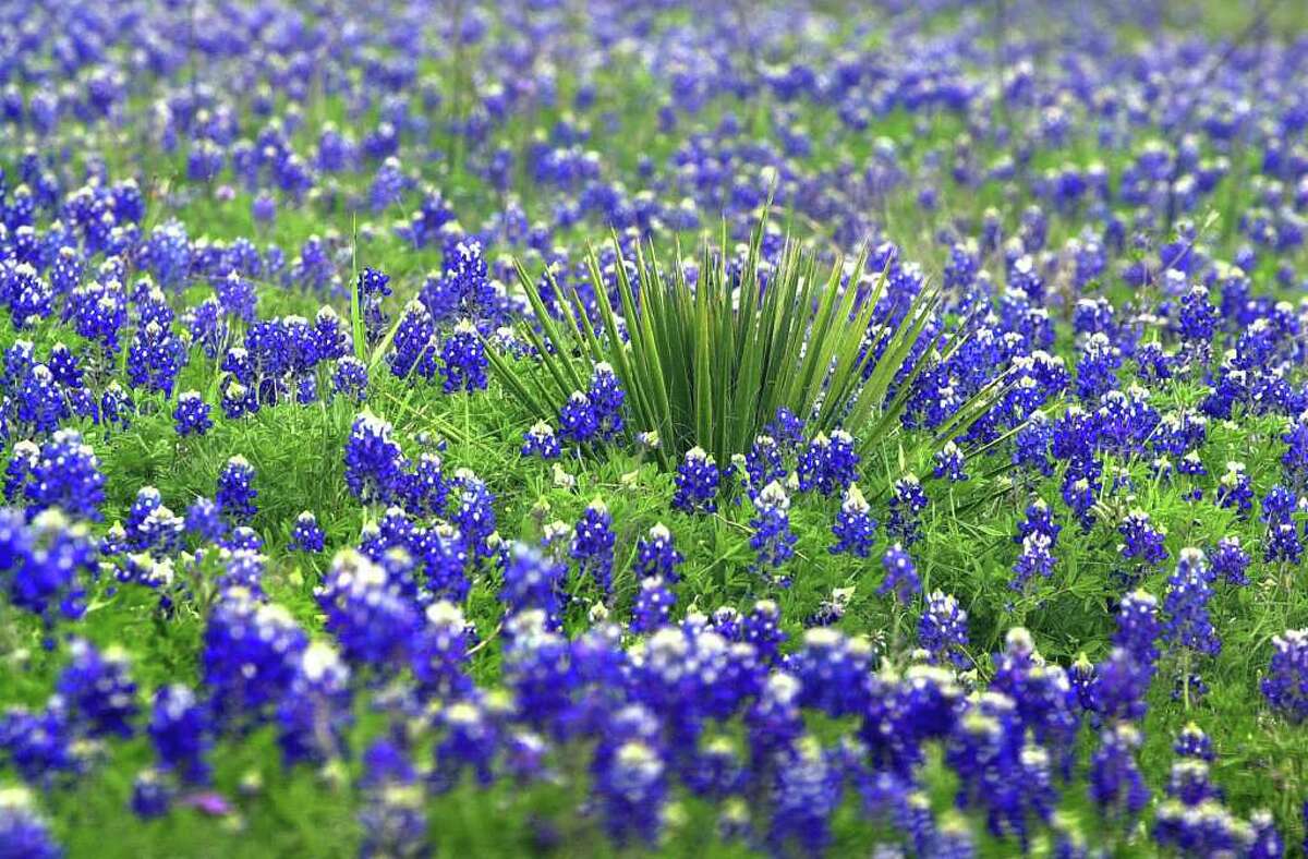 Bluebonnet forecast for 2014 looks promising