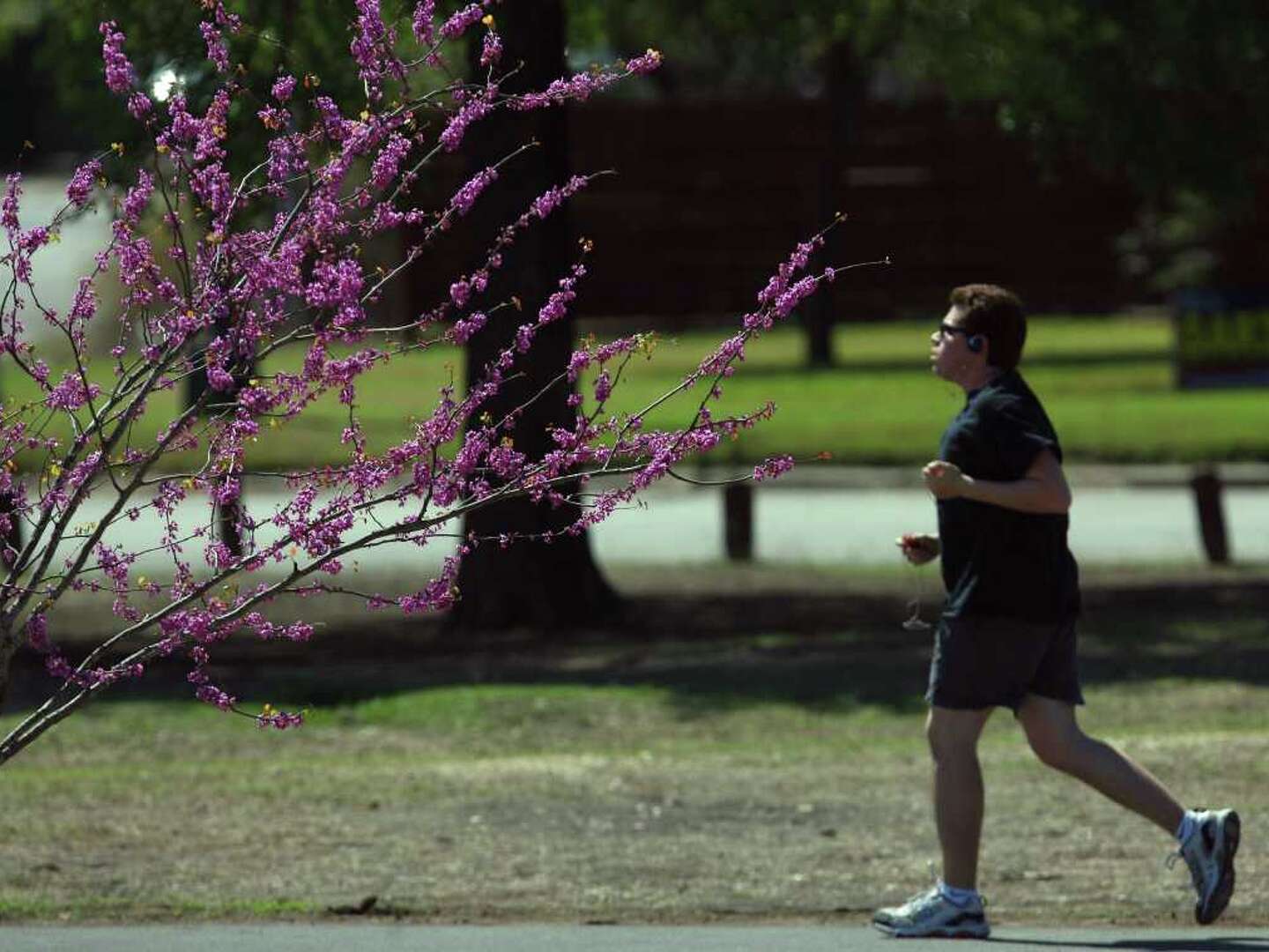 Small trees, big impact