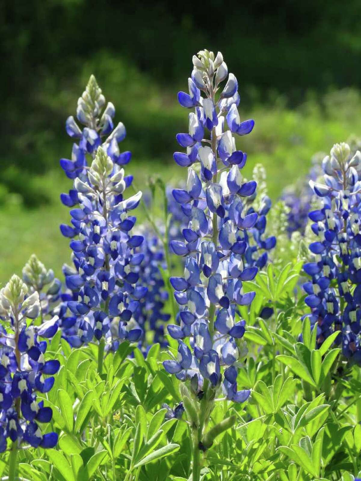 Bluebonnet forecast for 2014 looks promising