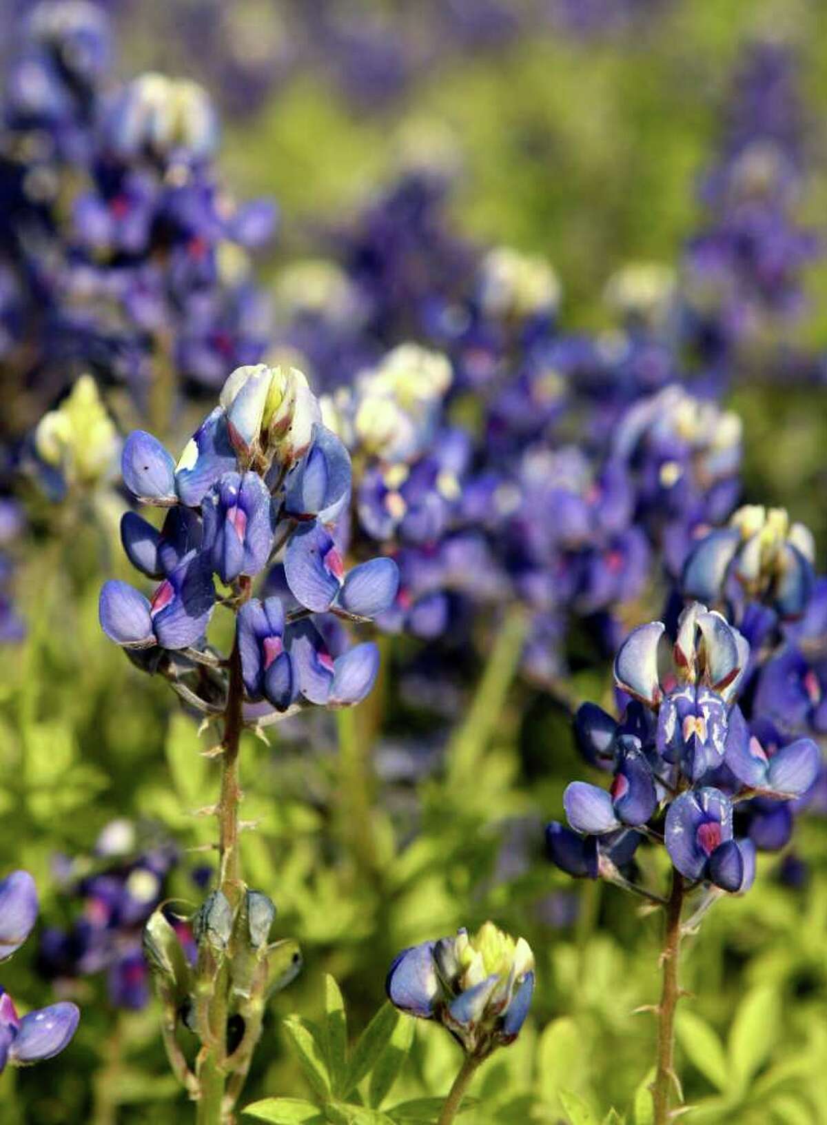 Bluebonnet forecast for 2014 looks promising