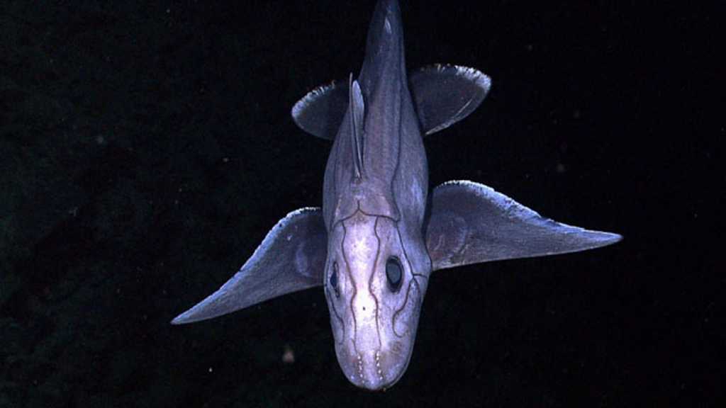 News of the world in photos: Movie director will explore the real abyss