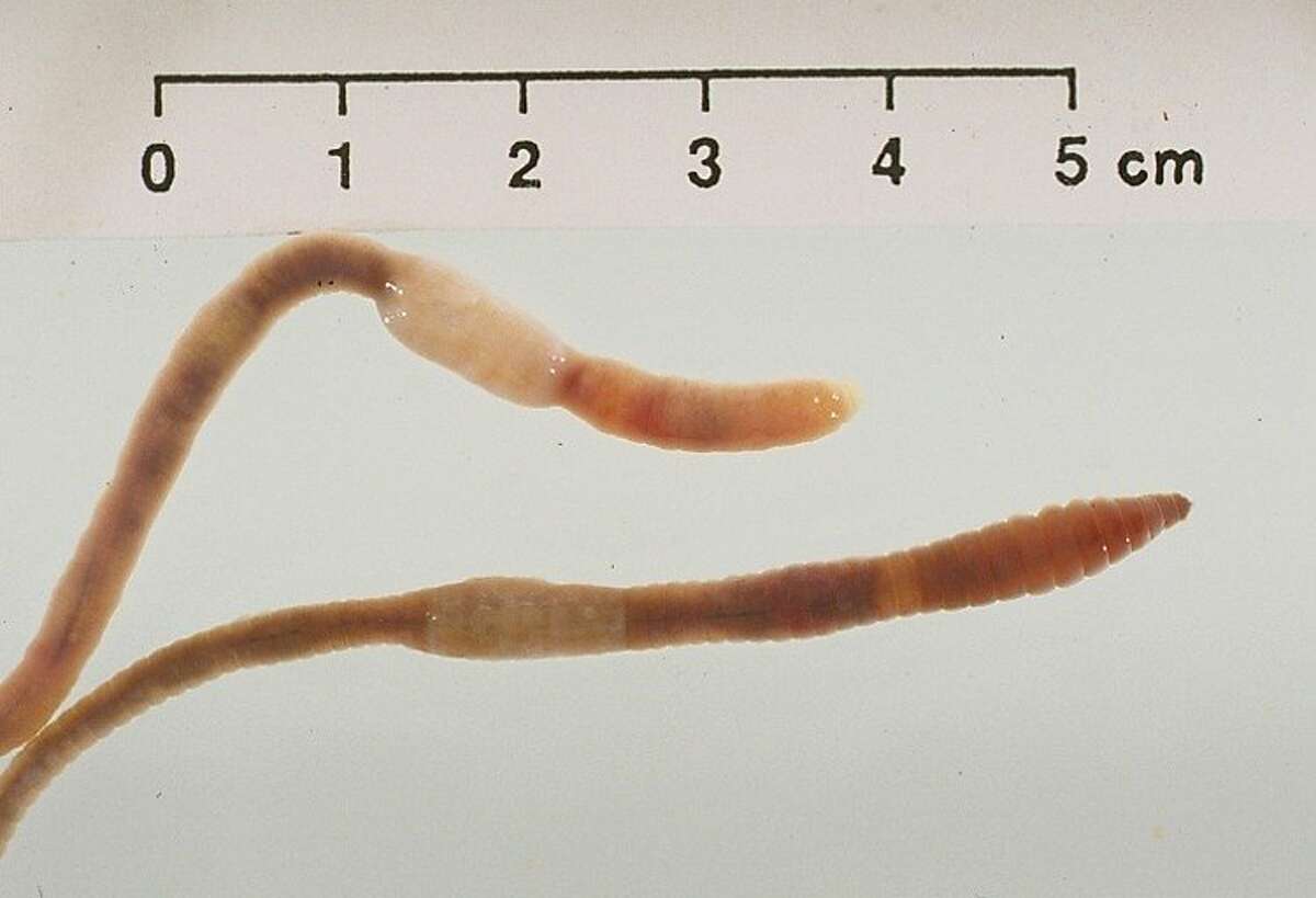 Native worms outnumbered by worldly brethren