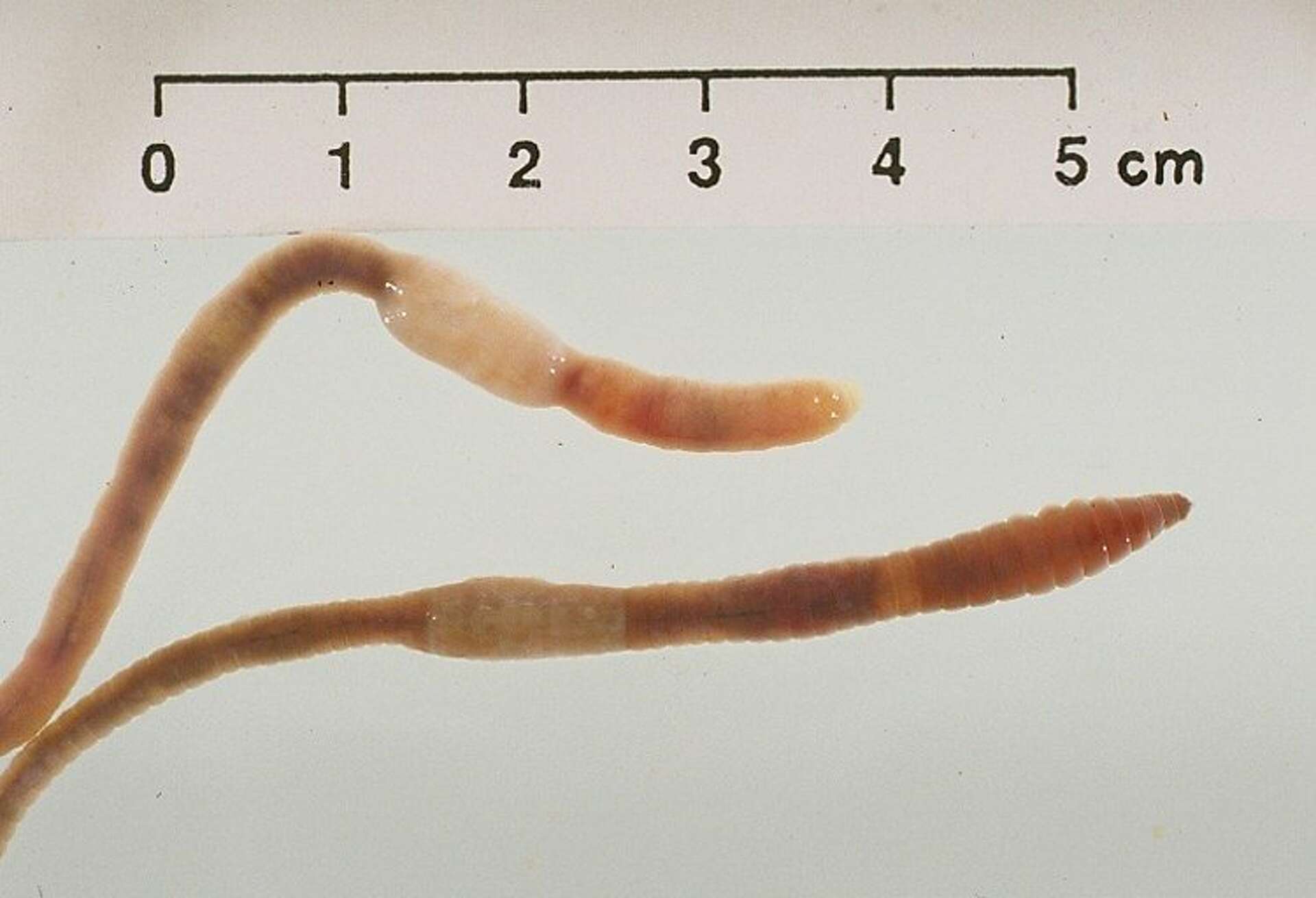 Native worms outnumbered by worldly brethren
