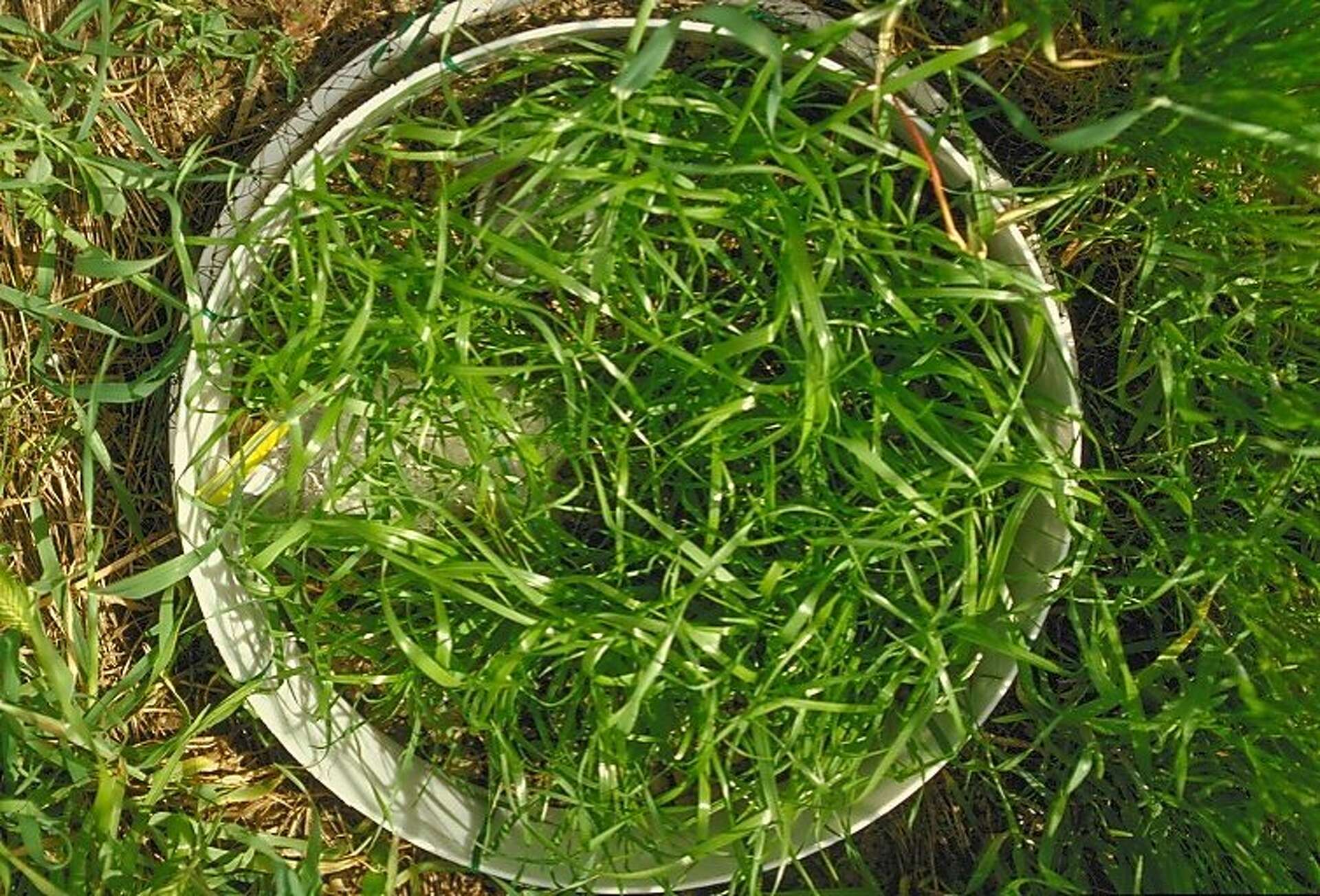Native worms outnumbered by worldly brethren