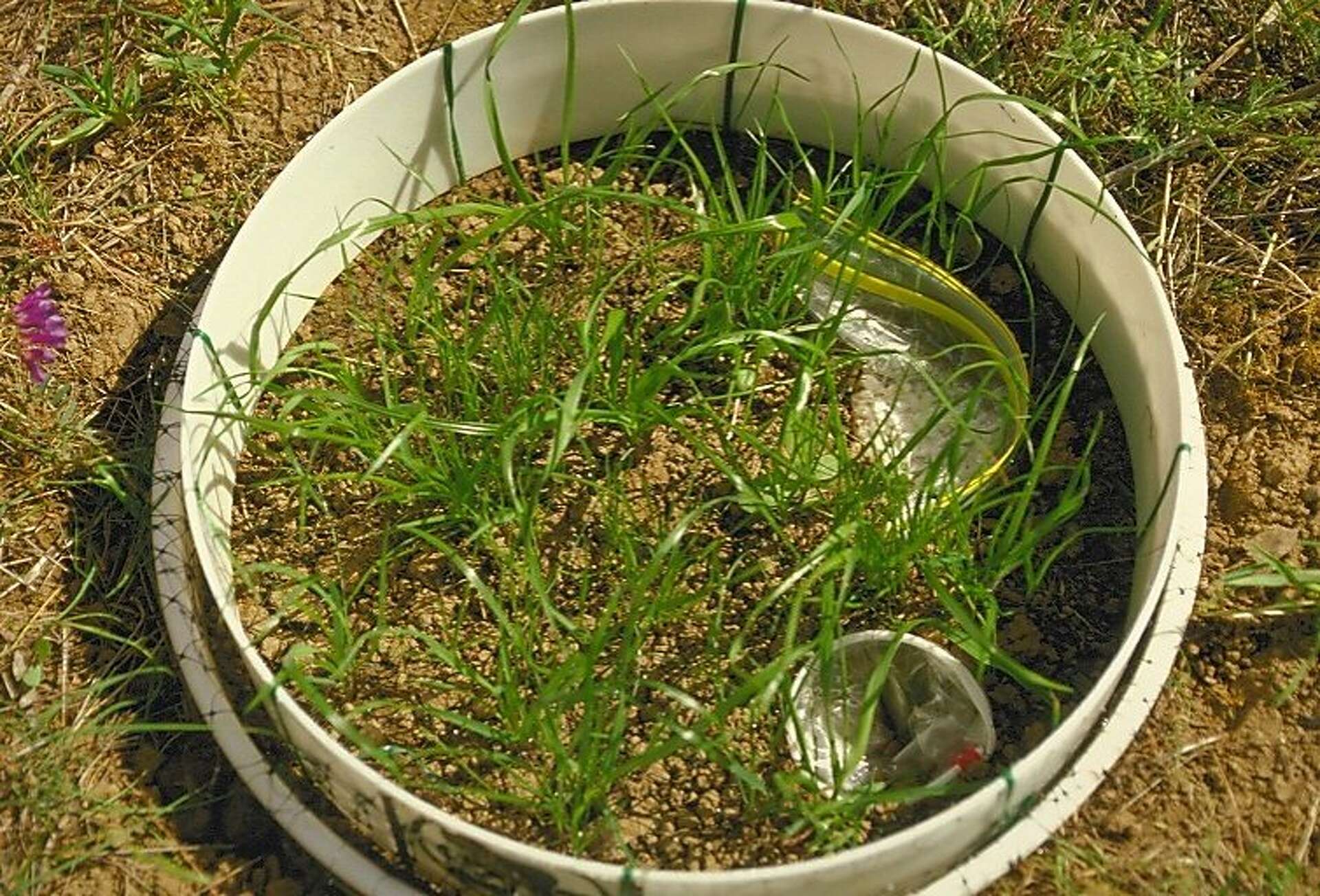 Native worms outnumbered by worldly brethren