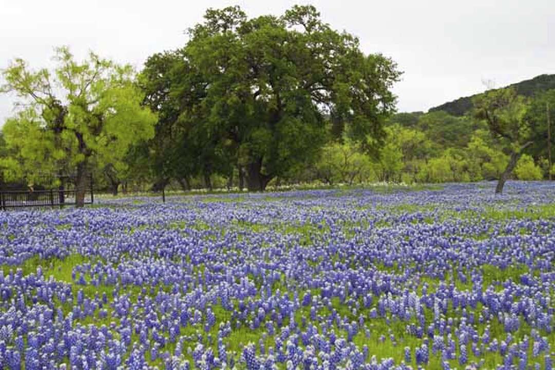 Bluebonnets expected to peak later this month