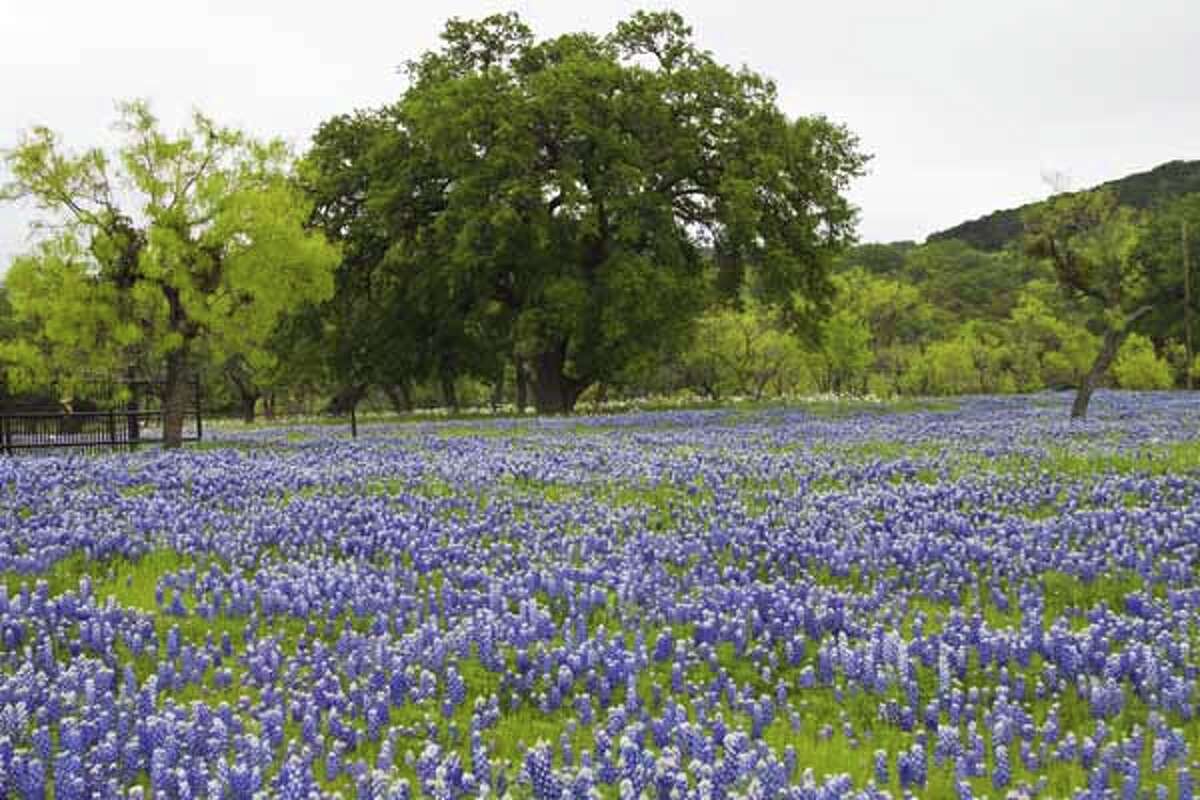 Bluebonnets expected to peak later this month