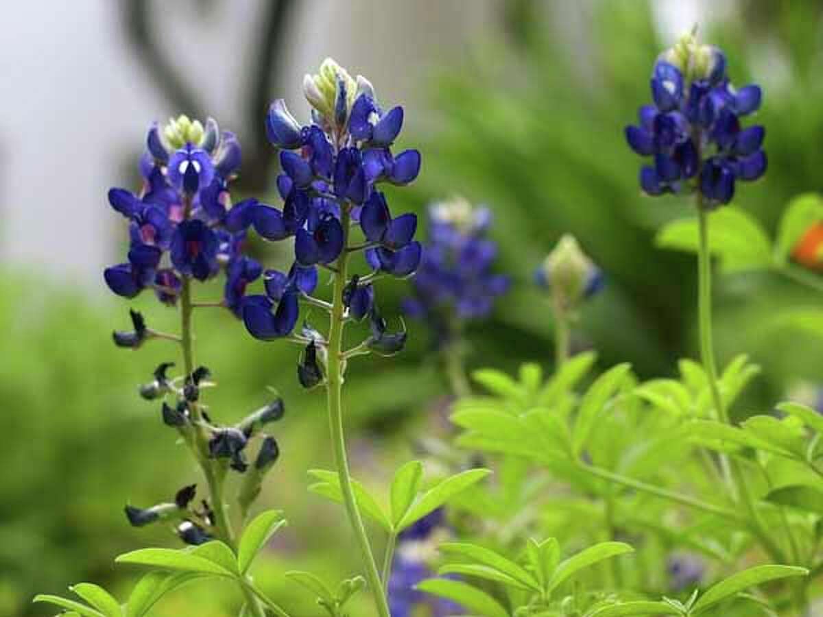 Bluebonnets expected to peak later this month