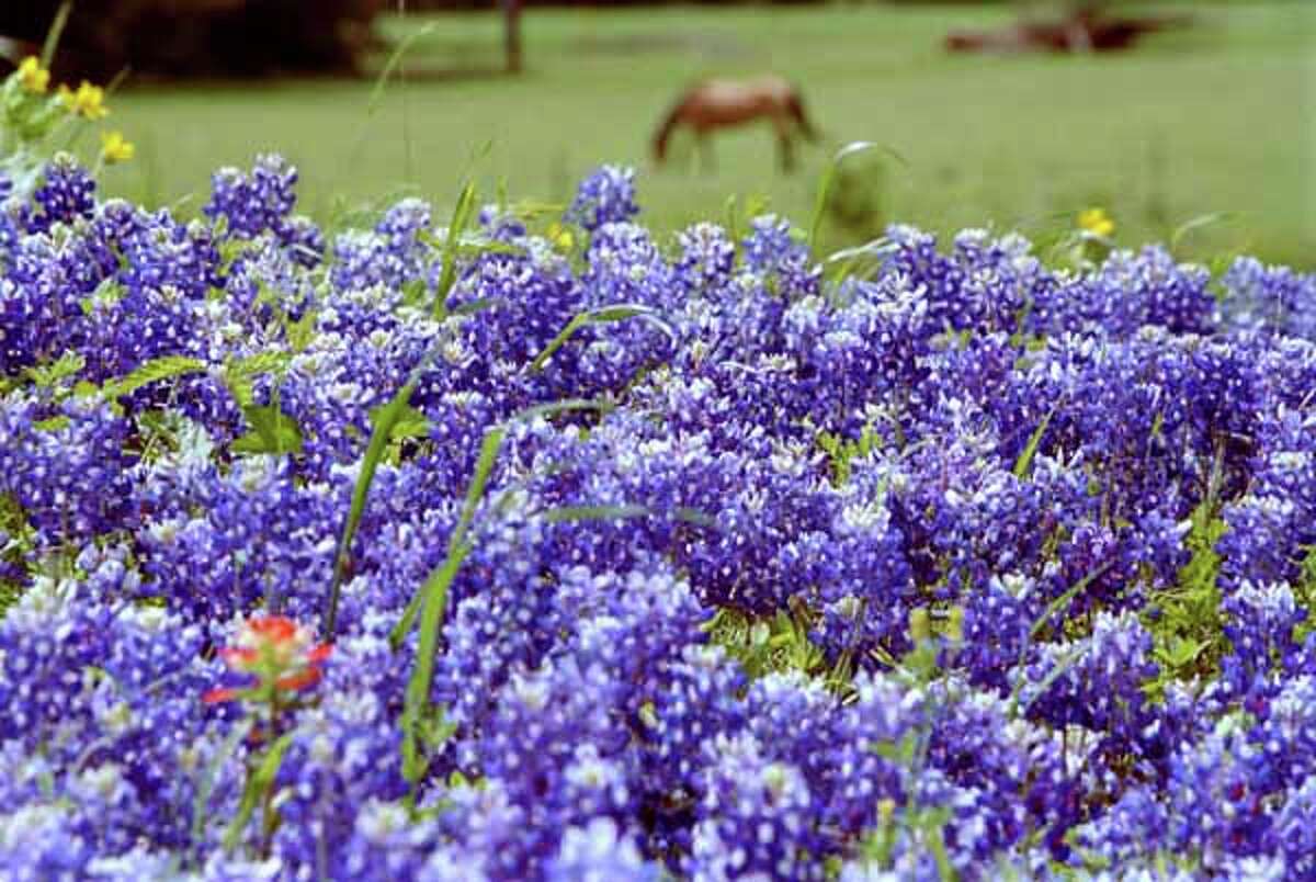 Bluebonnets expected to peak later this month