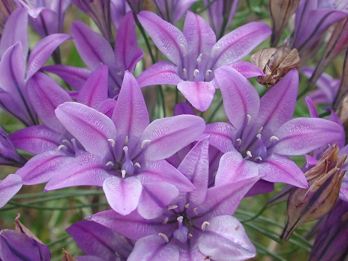 California native bulbs rooted in history