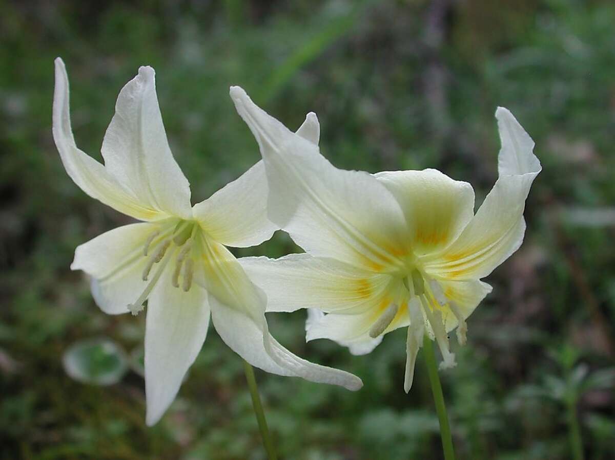 California native bulbs rooted in history