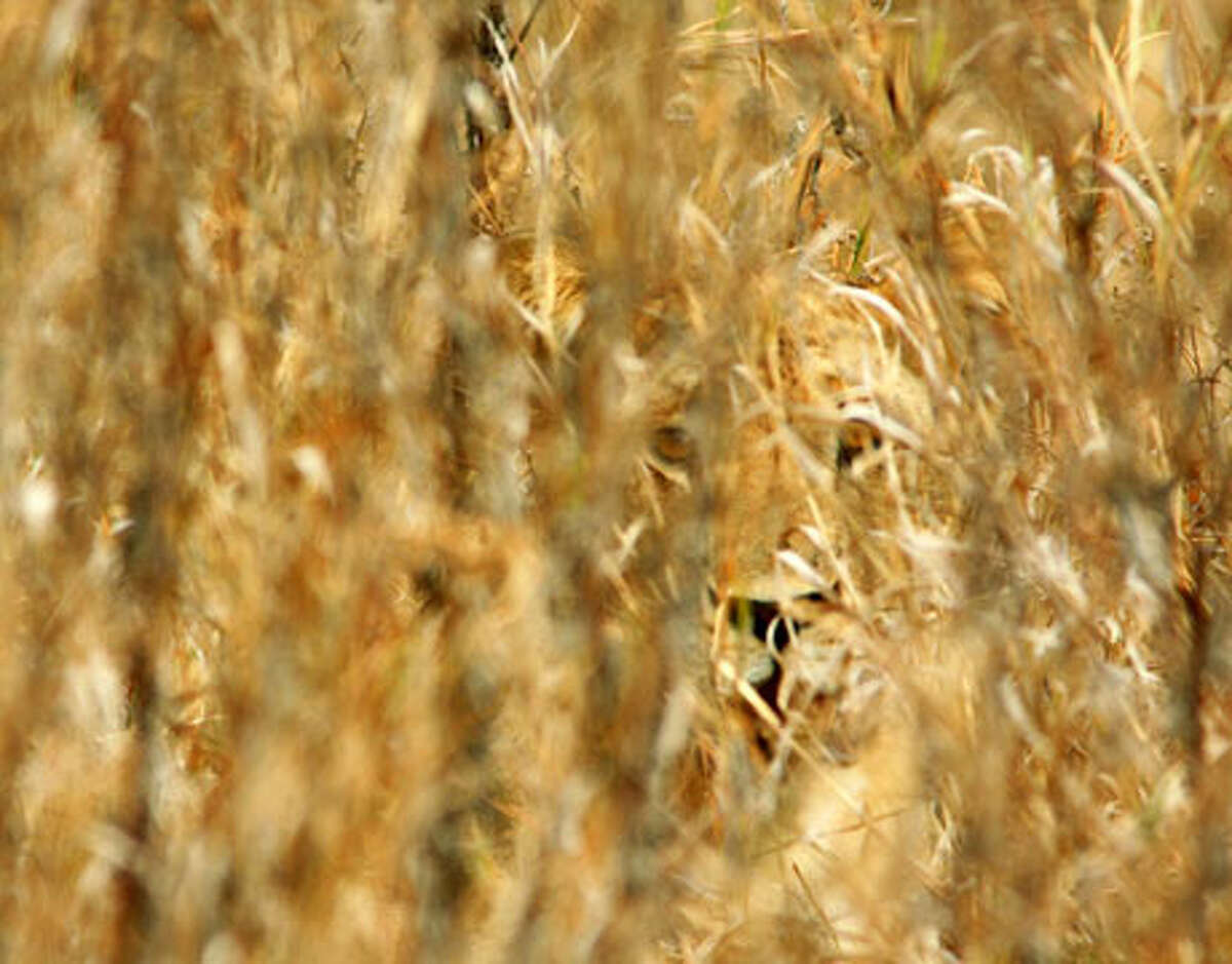 Award-Winning Wildlife Photos from the National Wildlife Federation's ...