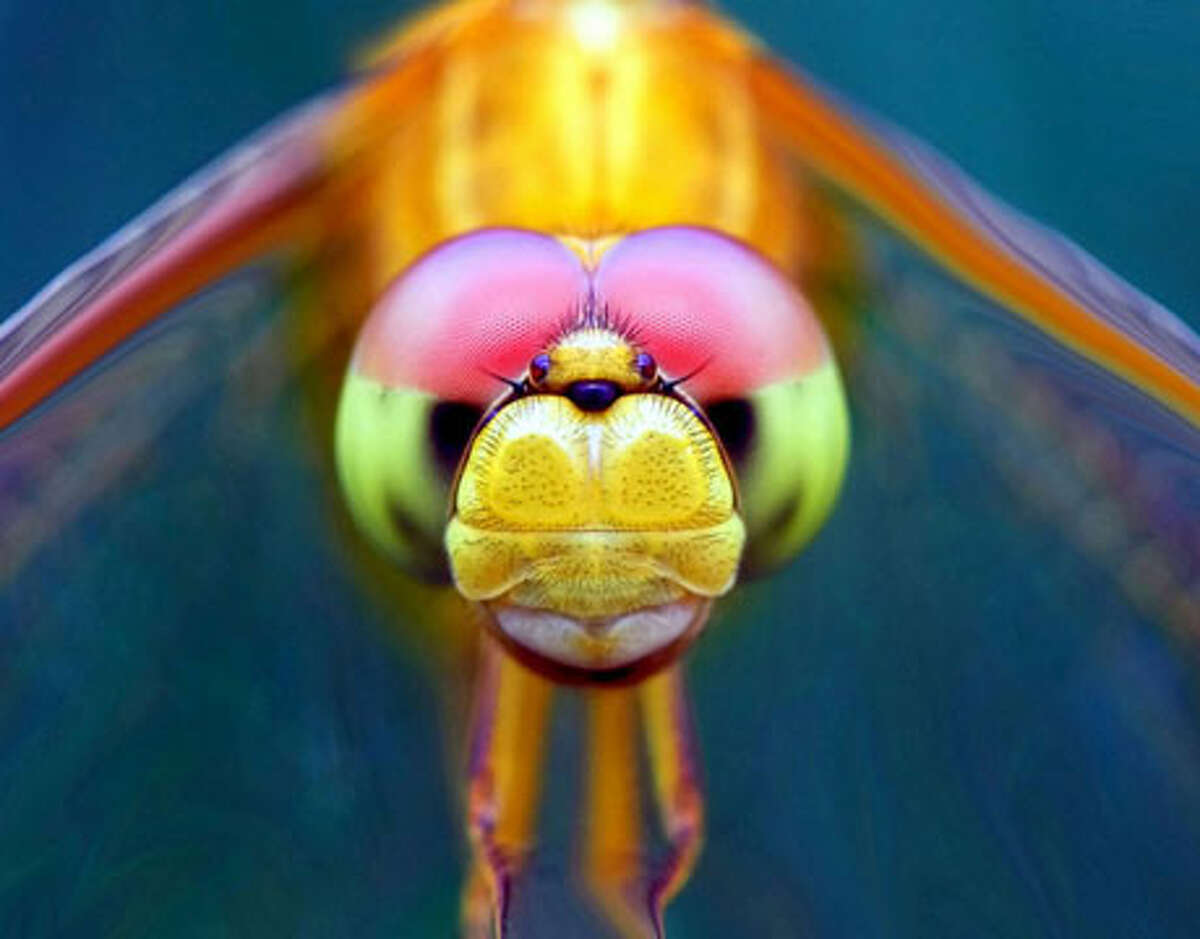 Award-Winning Wildlife Photos from the National Wildlife Federation's ...