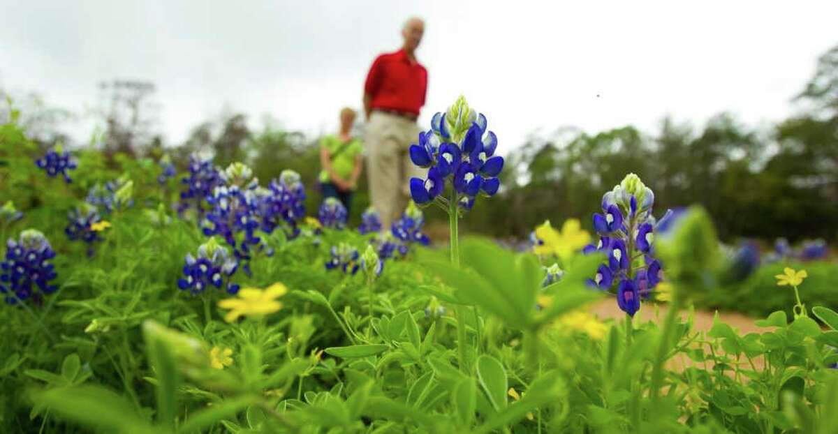 Bluebonnets expected to peak later this month