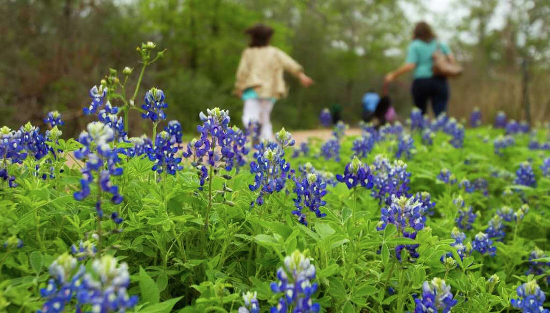 Bluebonnets expected to peak later this month