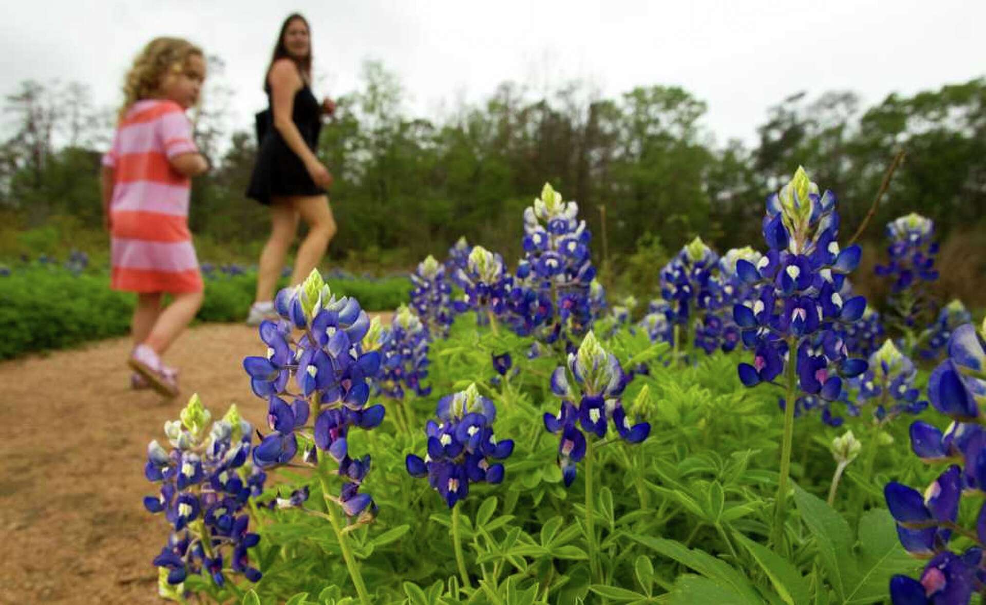 Bluebonnets expected to peak later this month