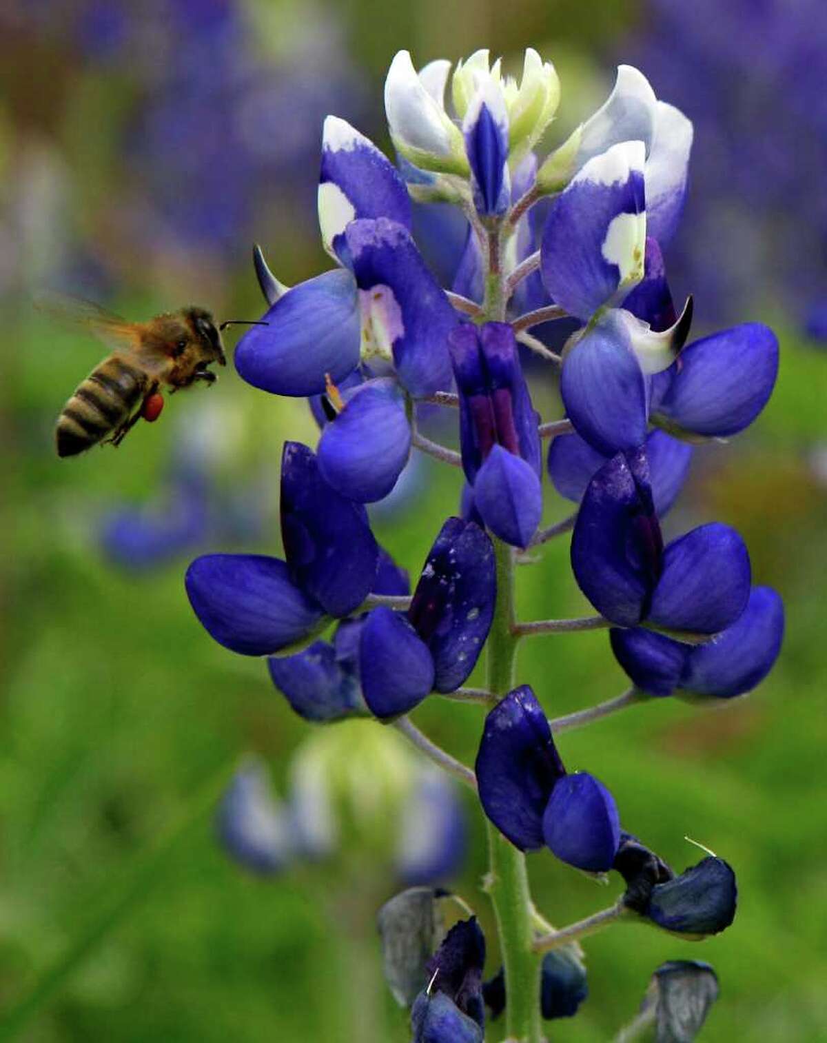 Bluebonnets expected to peak later this month