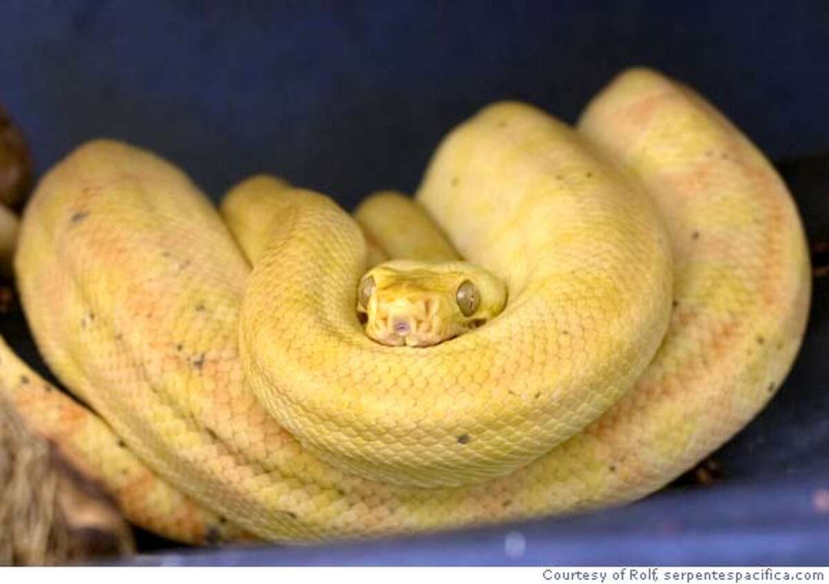 The Surprising Beauty of Snakes