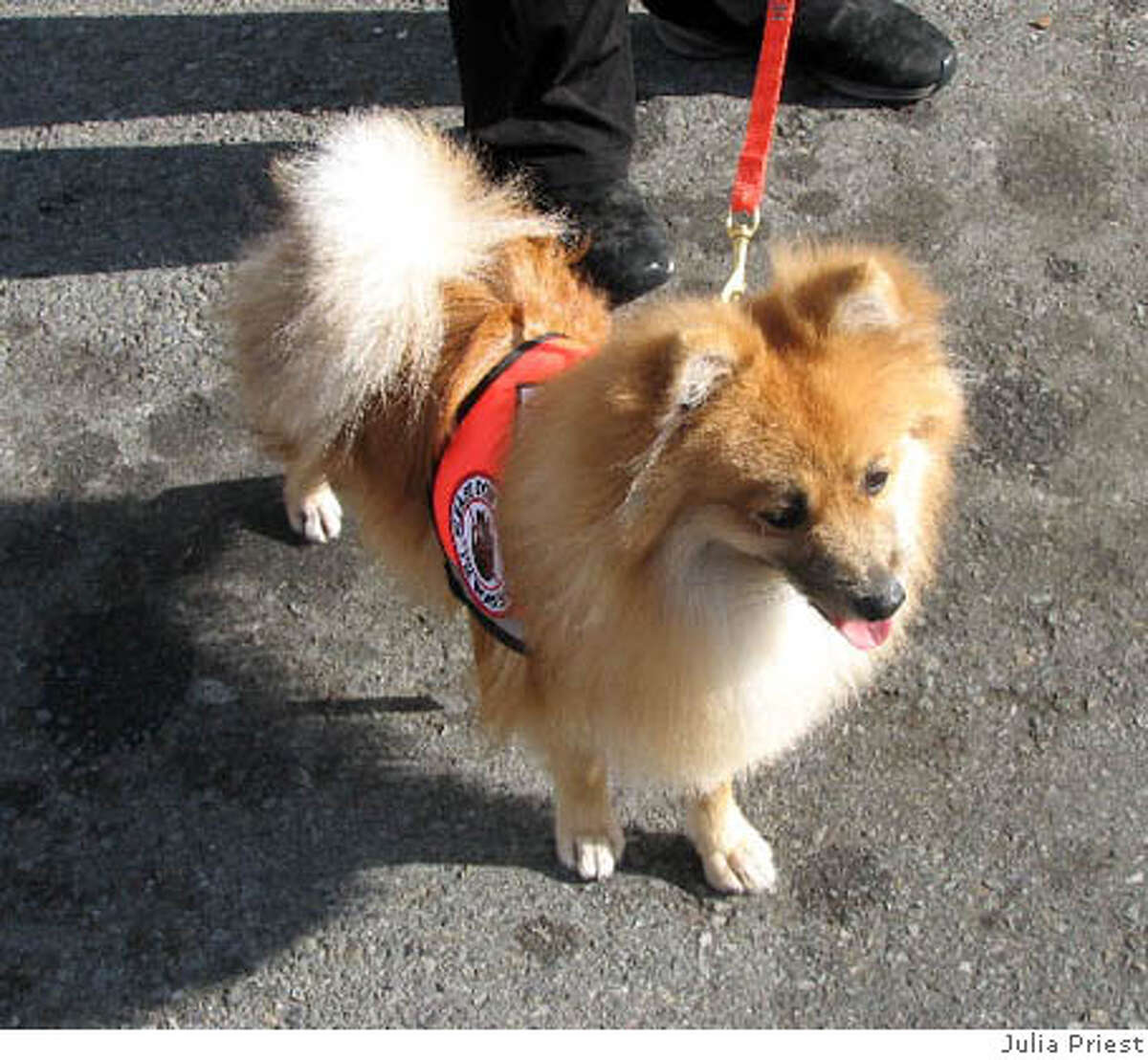 The human — and canine — stories behind the closure of San Francisco ...