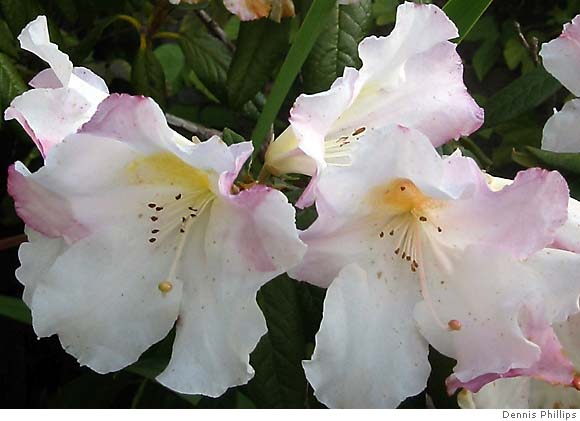 Winter azalea colors garden