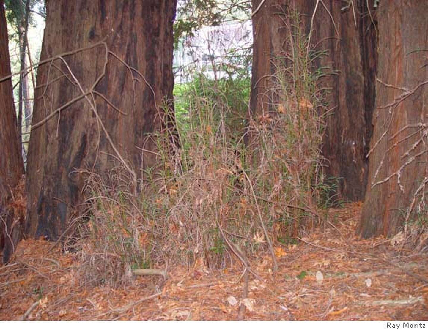 Redwood tree's sprouts are a growing concern / Control stems with ...