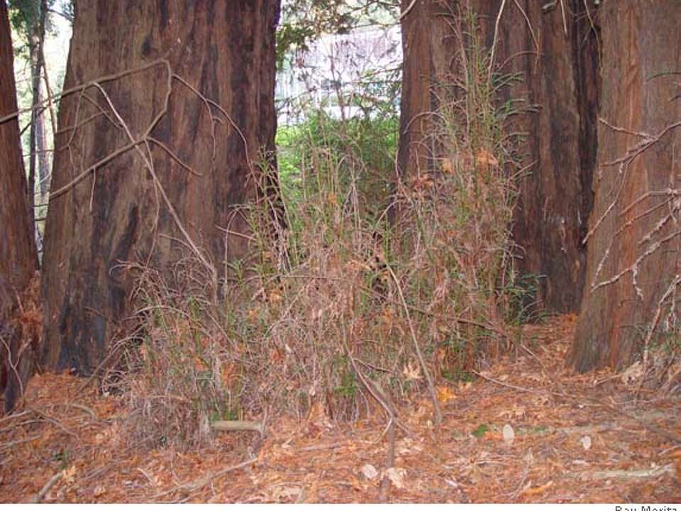 Redwood tree's sprouts are a growing concern / Control stems with ...
