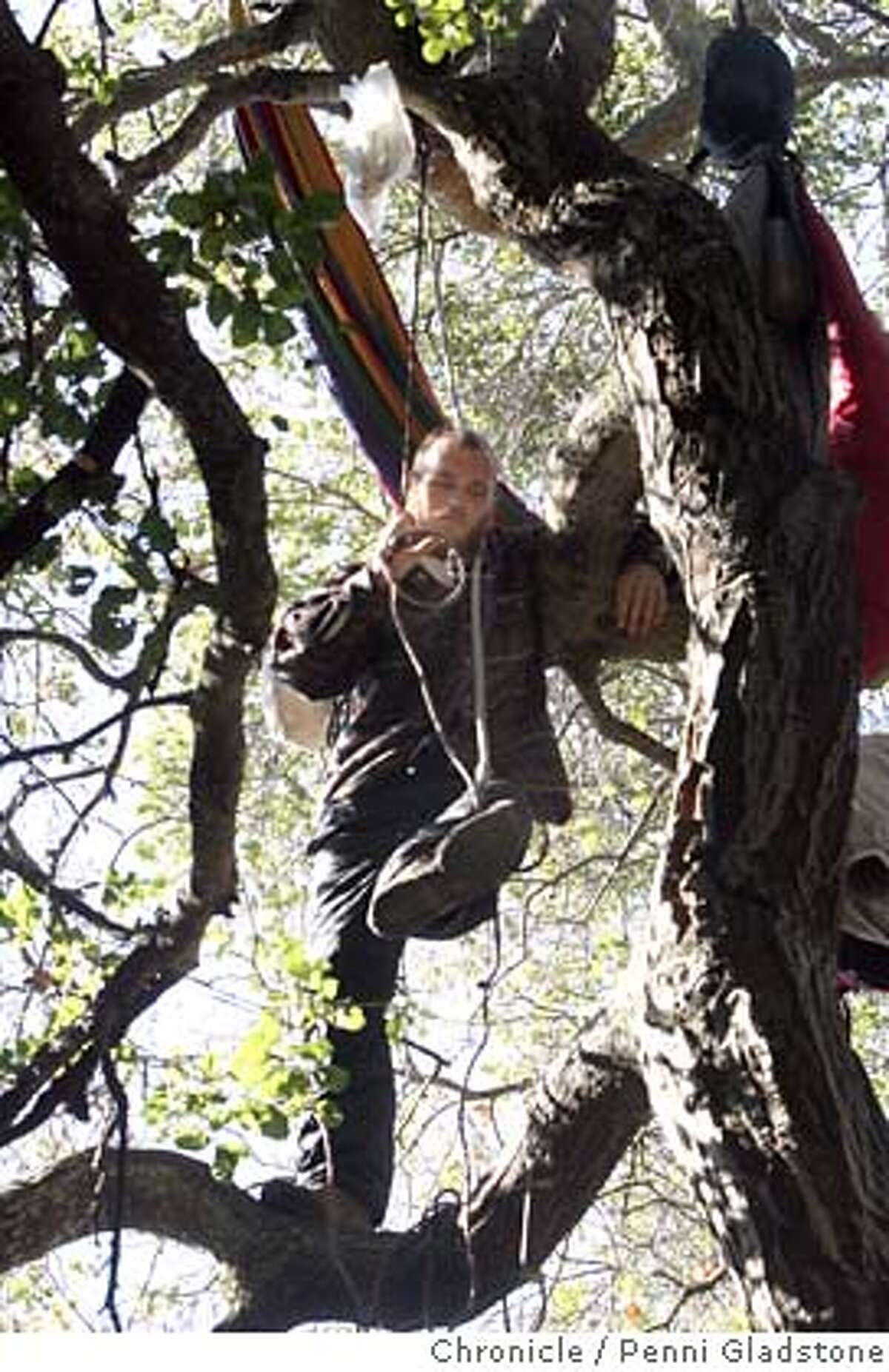 BERKELEY / Tree-sitters act to save oaks at stadium site