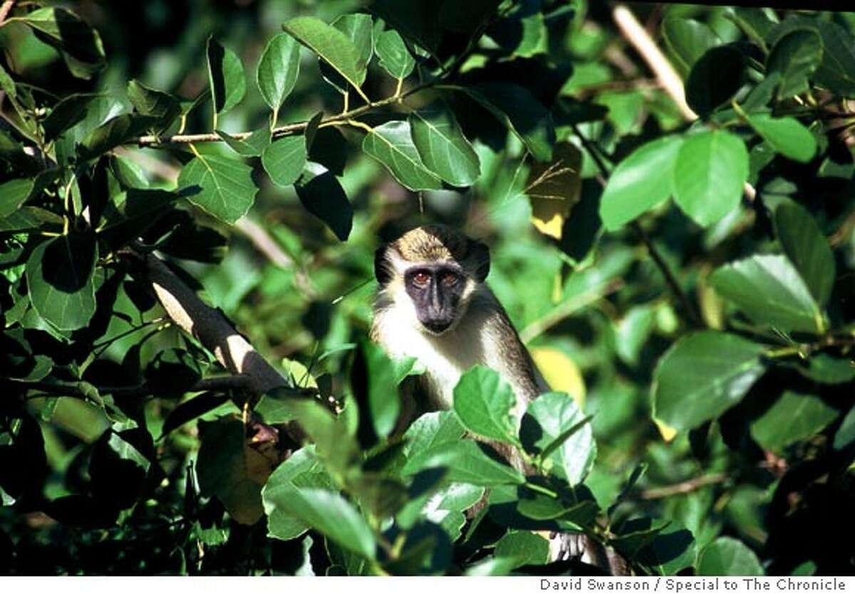 THE CARIBBEAN FROM A TO V / Raise your island IQ with tips on the top ...