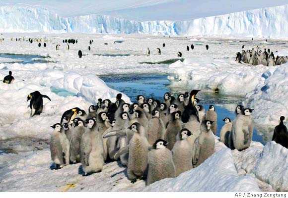 SAN FRANCISCO / Protection for penguins / Nonprofit wants 12 species ...