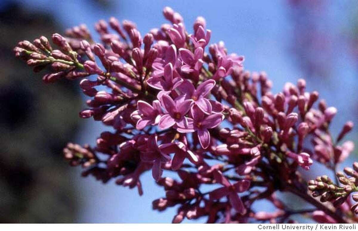 Moving lilacs possible, but watch the root-ball