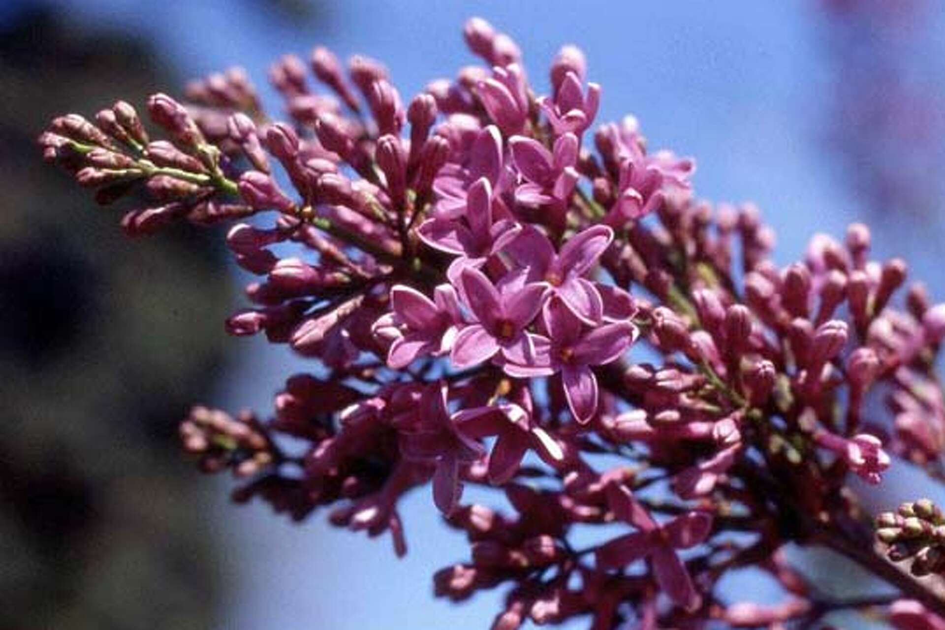 Moving lilacs possible, but watch the root-ball