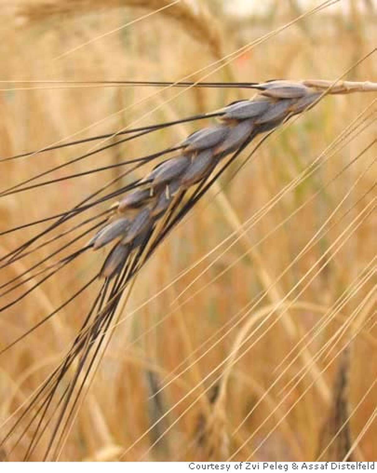 CALIFORNIA / Breakthrough in genetics sows better wheat seed