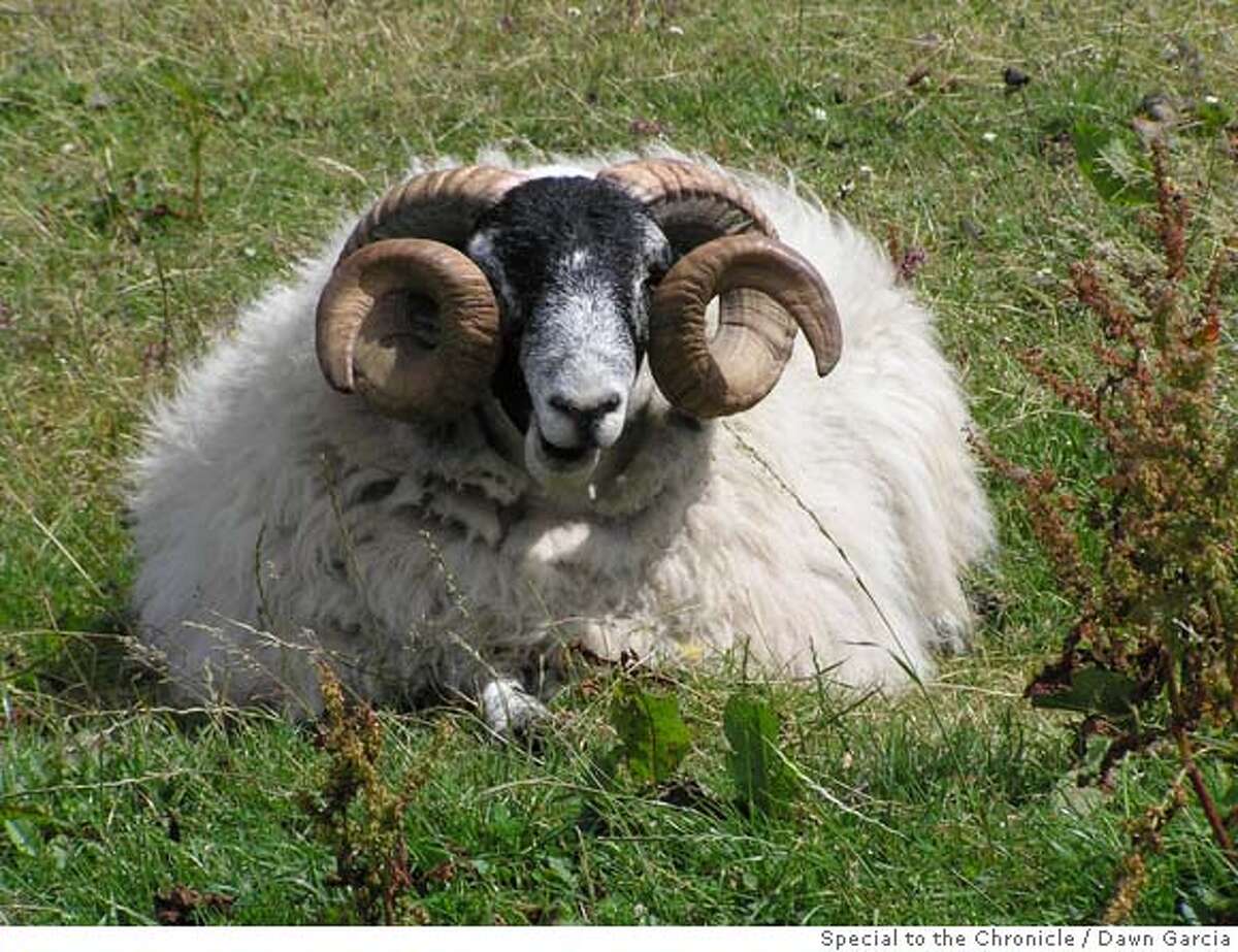 Once mighty wool makes comeback in outdoor gear