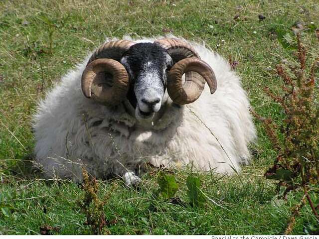 Once mighty wool makes comeback in outdoor gear