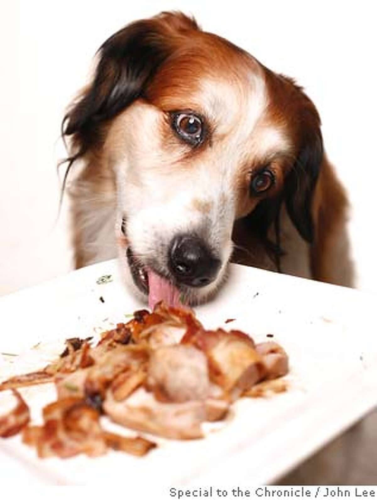 THE DOG ATE MY TURKEY . . . and other Thanksgiving disasters / Plus ...
